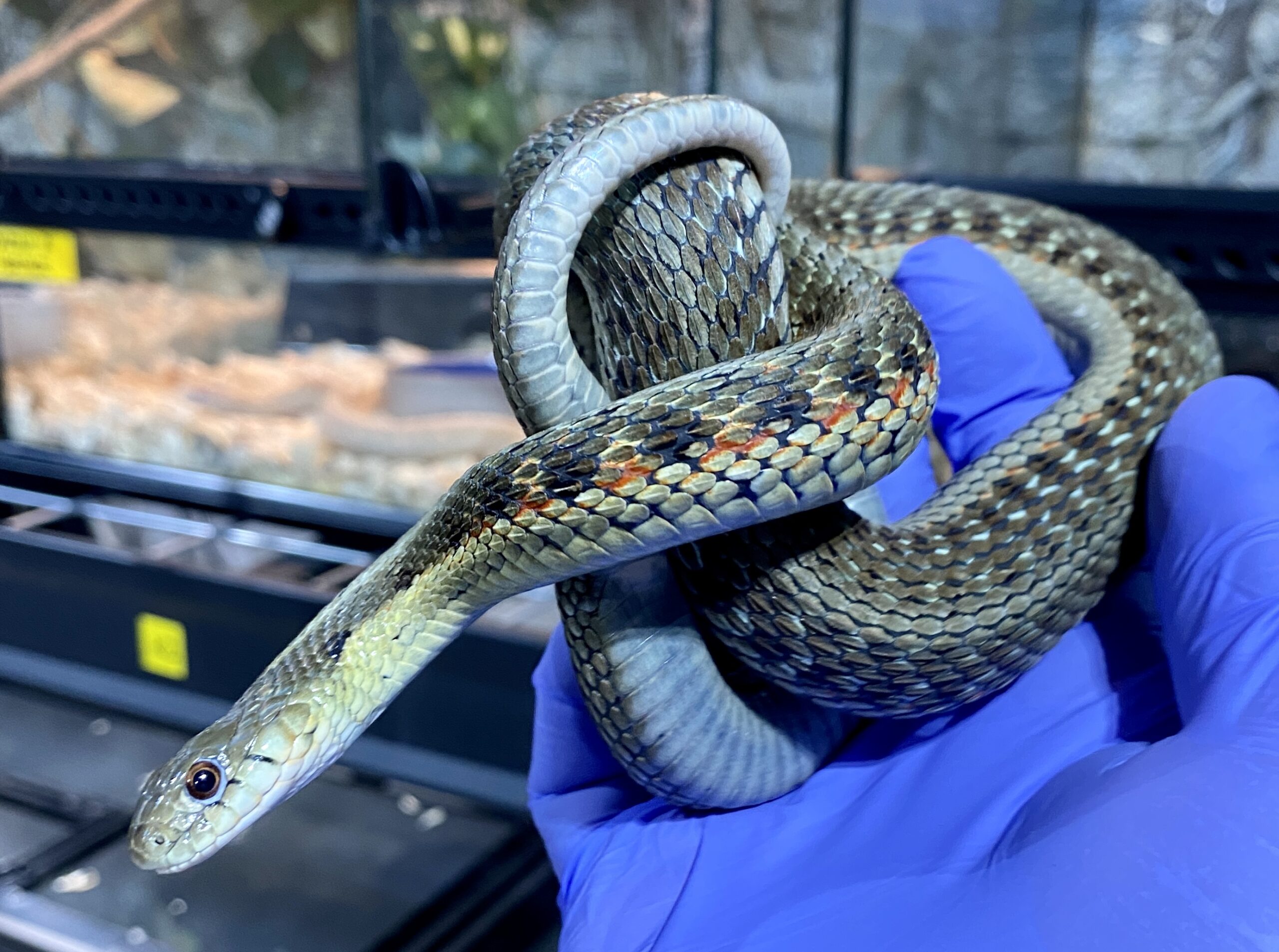 Our Breeders – Garters Dunn Right