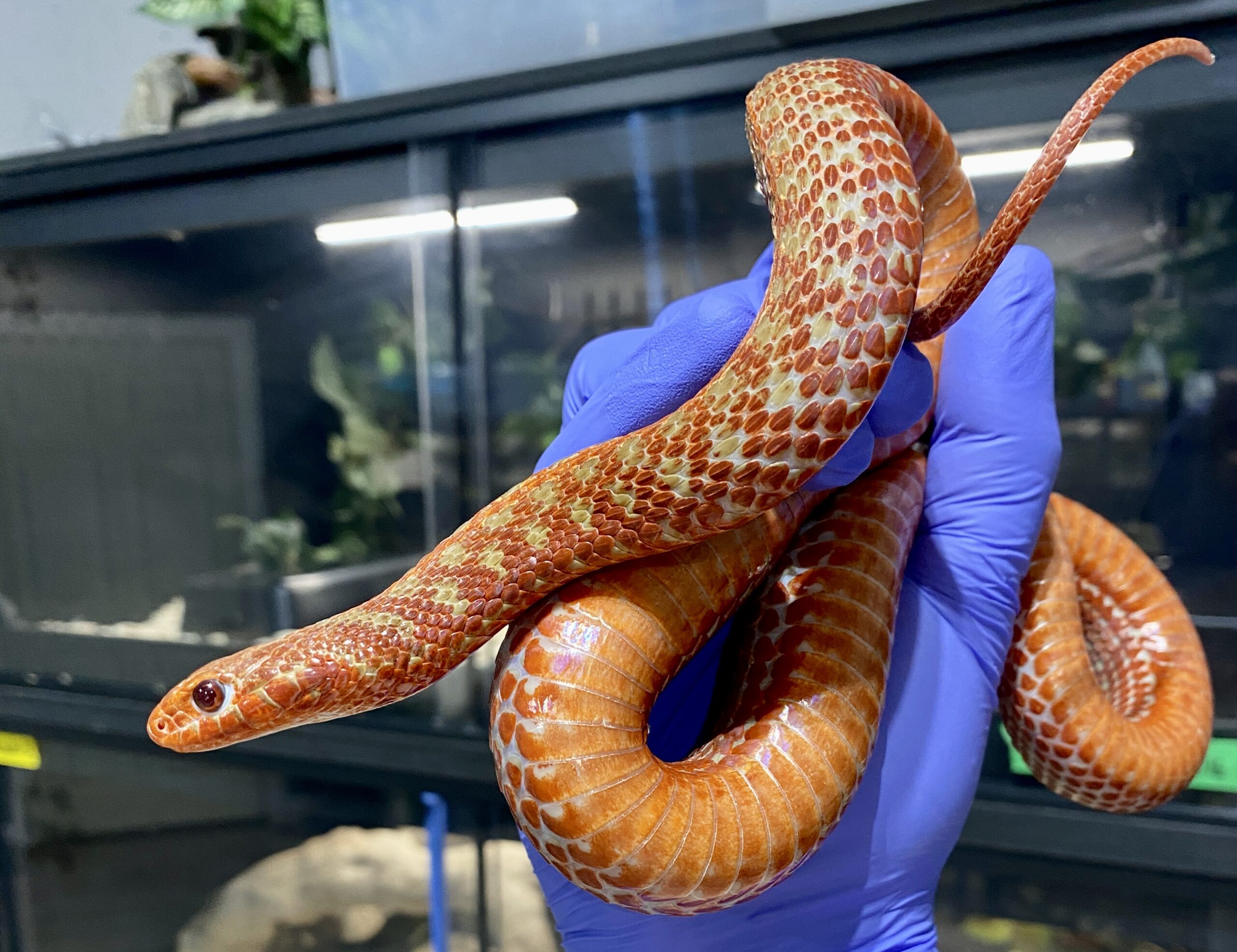 Our Breeders – Garters Dunn Right