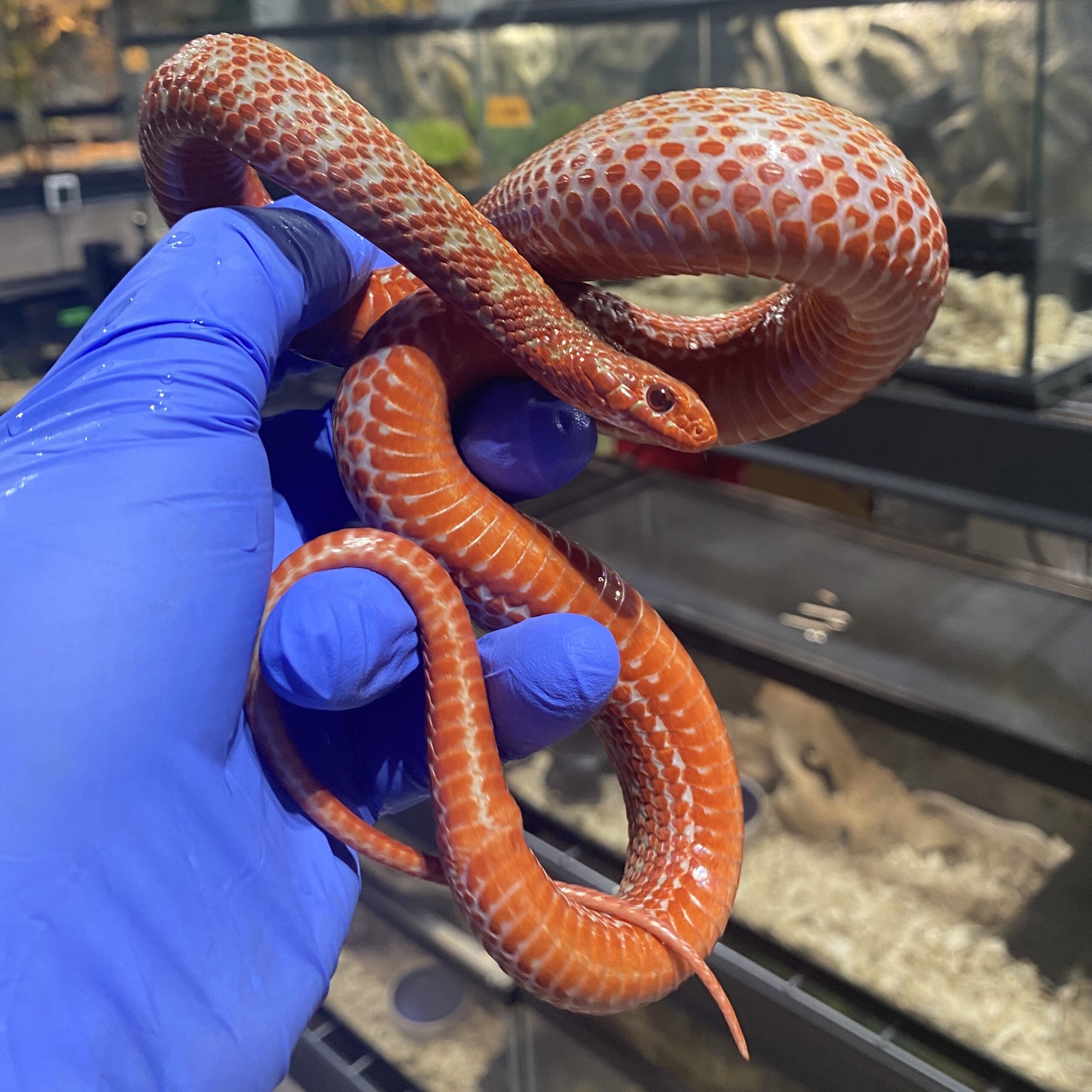 Our Breeders – Garters Dunn Right