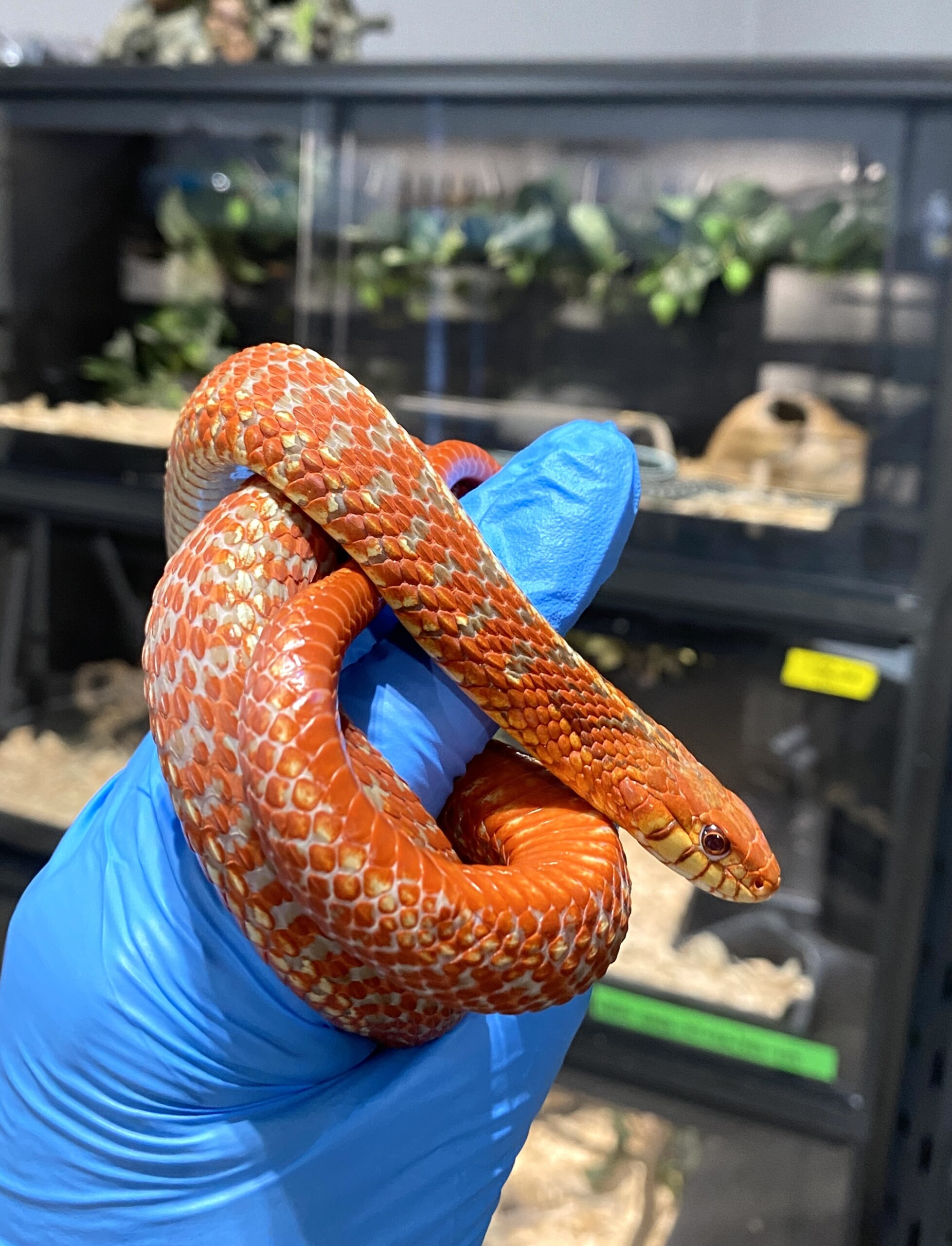 Our Breeders – Garters Dunn Right